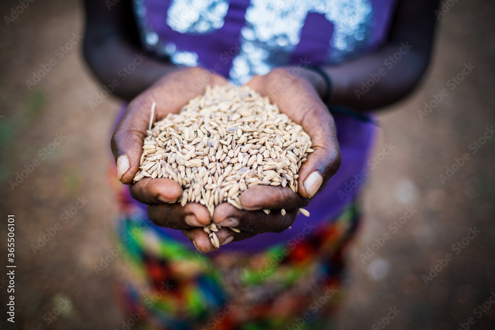 African hands holding rice Stock Photo | Adobe Stock