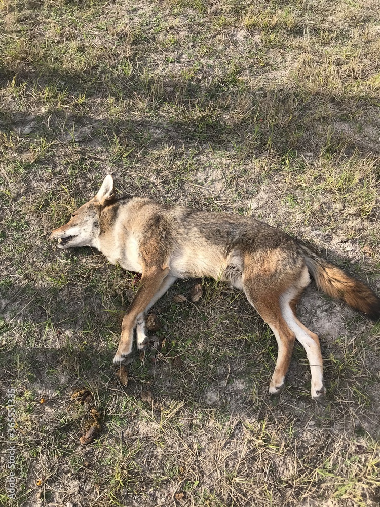 Foto de Stock Dead coyote. | Adobe Stock