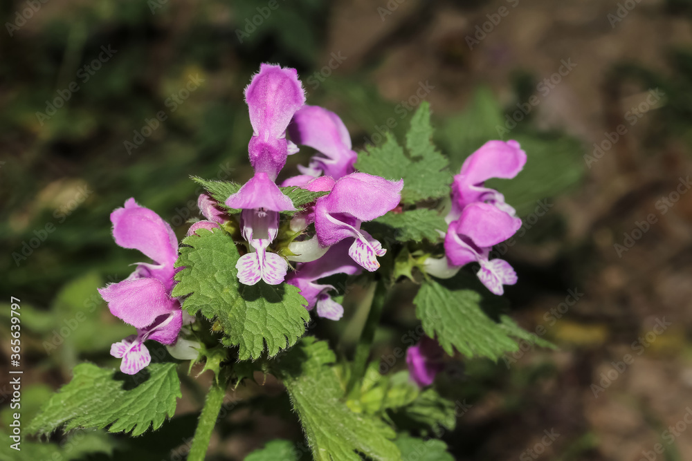 Blüte der Roten Taubnessel, Lamium Purpureum の Stock フォト | Adobe Stock