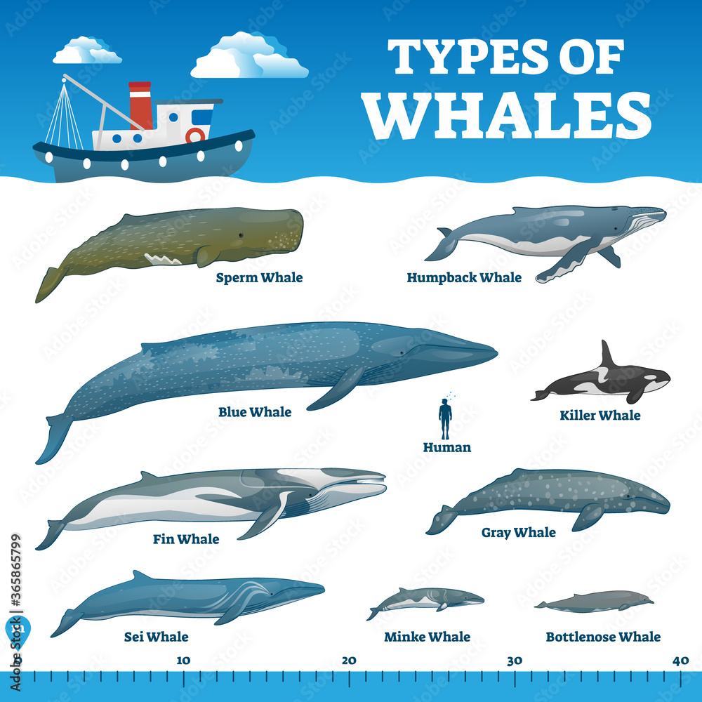 Vector de Stock Types of whales educational labeled wildlife comparison vector illustration ...