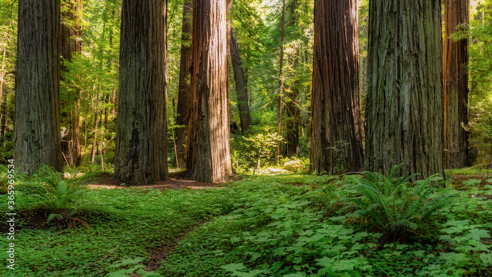 Coastal Redwoods in Redwoods National and State Parks Stock Photo ...