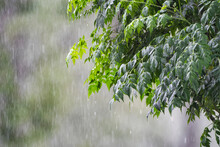 Seringa Tree Covered In Seeds Free Stock Photo - Public Domain Pictures