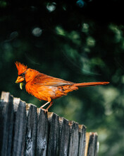 Cardinal Free Stock Photo - Public Domain Pictures