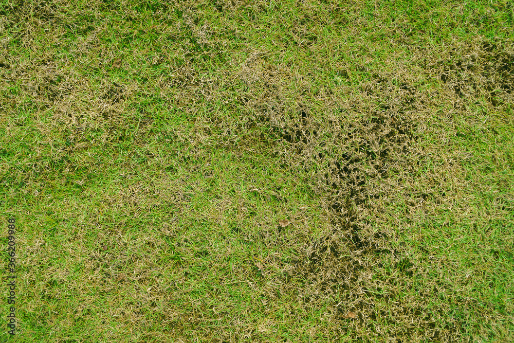 green and yellow grass texture Brown patch is caused by the destruction ...