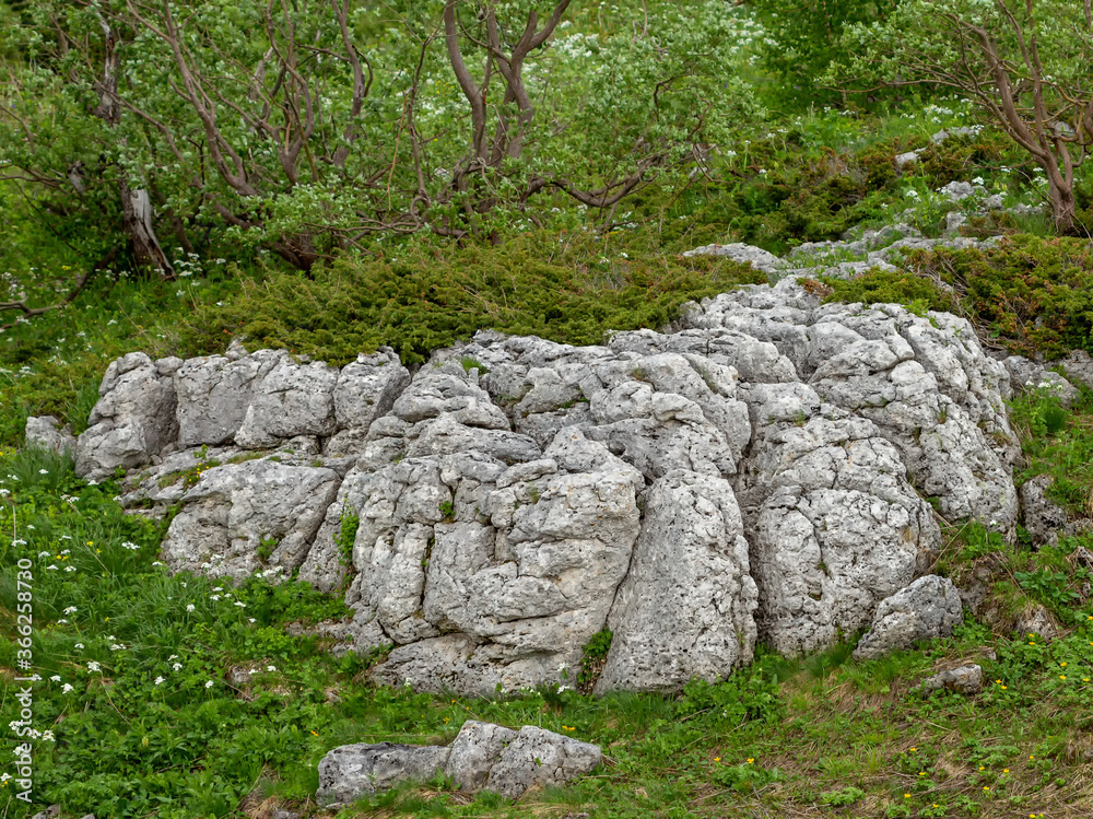 Subalpine meadows - rocky soil where rare plant species grow. Stock ...