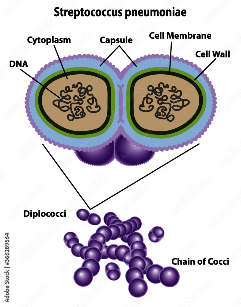 Bacteria cell of streptococcus pneumoniae labeling cell structures of ...