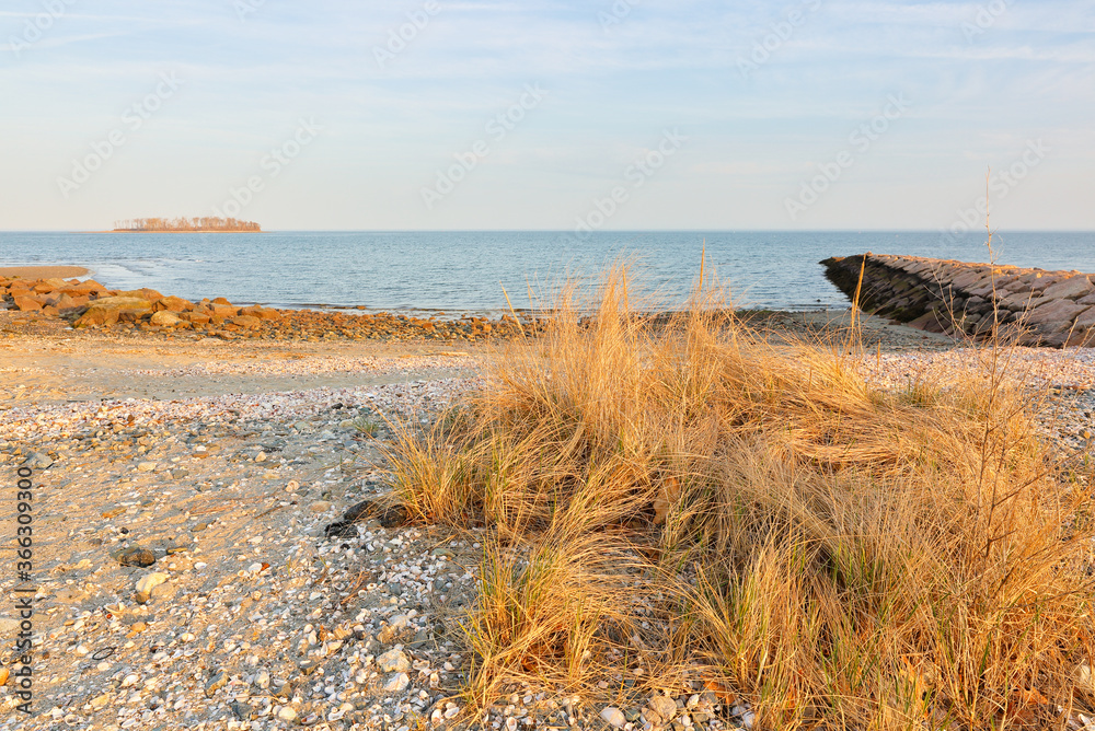 Dead Dry Grass at Silver Sand Beach at Sunset, Milford, Connecticut ...