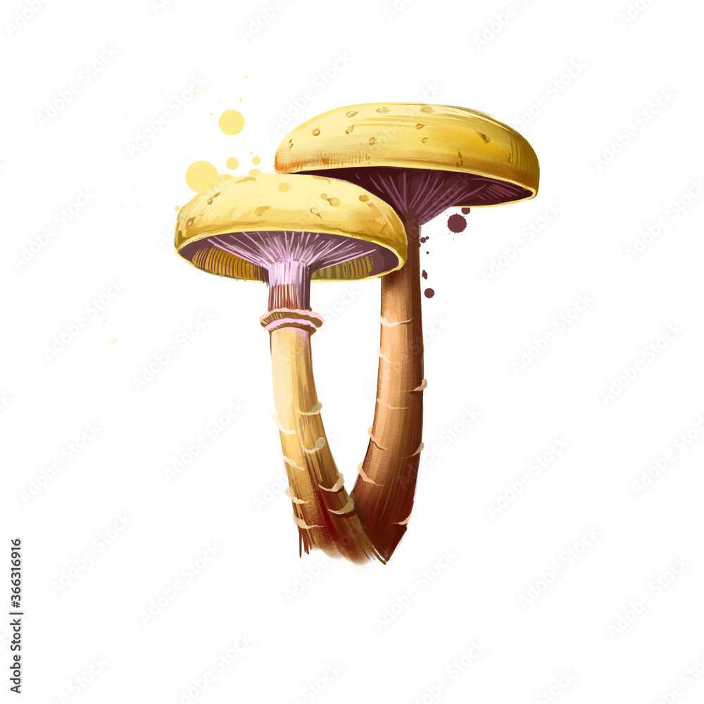 Digital art Mushrooms, toadstools, Fungus or spore body isolated on ...