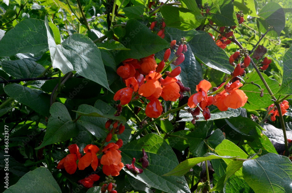 Beans in the garden blooms with red flowers in early summer. Red ...