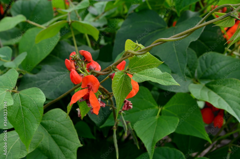 Beans in the garden blooms with red flowers in early summer. Red ...