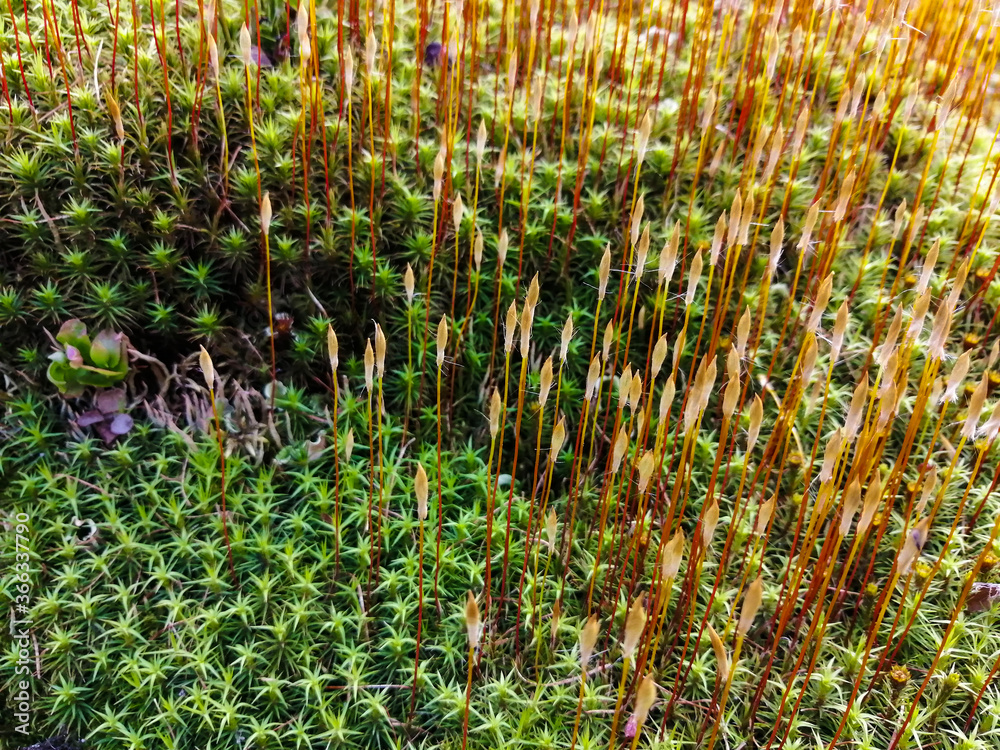 Diverse vegetation of the northern tundra. Small plants, flowers and ...