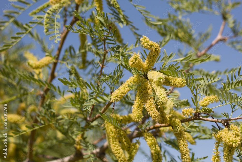 Foto Yellow Spike flowers emerge from Honey Mesquite, Prosopis ...