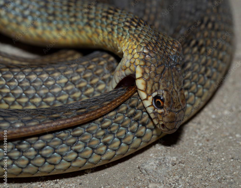 The snake bites itself. Caspian whipsnake (caspius) also known as the ...