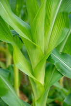 Macro, Cornstalk, Corn, Flora Free Stock Photo - Public Domain Pictures