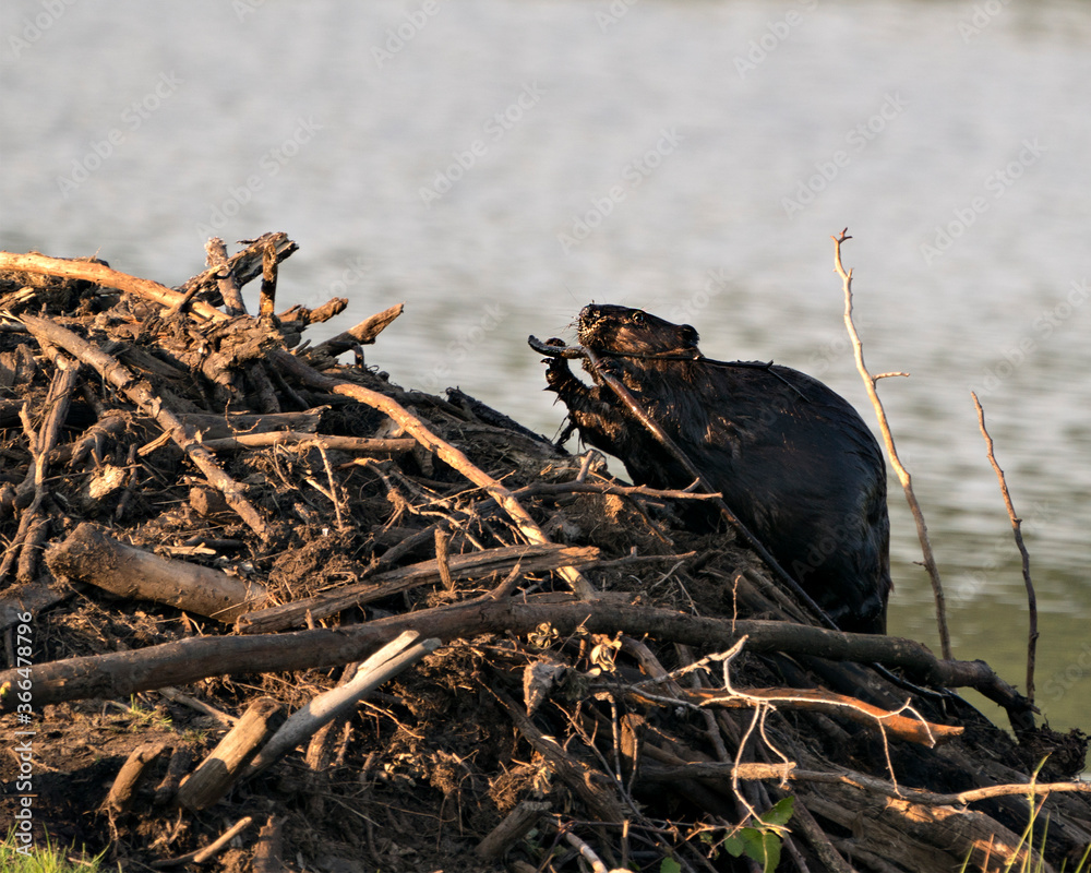 Beaver stock photos. Beaver close-up profile view building a beaver ...