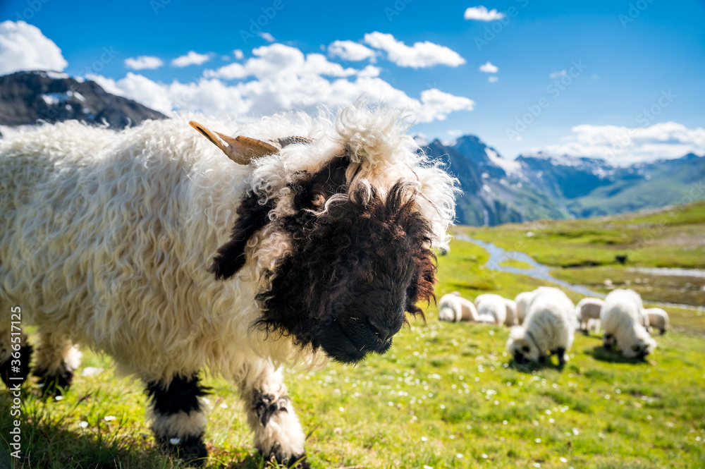 Valais Blacknose sheep on Nufenenpass in the Valais Alps Stock Photo ...