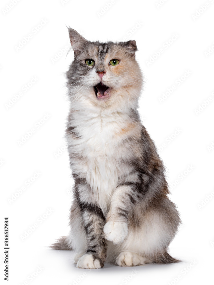 Cute silver tortie Maine Coon cat, sitting facing front. Looking beside ...
