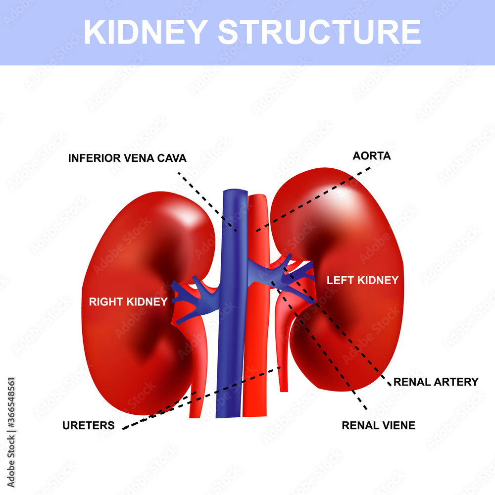 Kidney colorful poster, detailed diagram, cross section and urinary ...