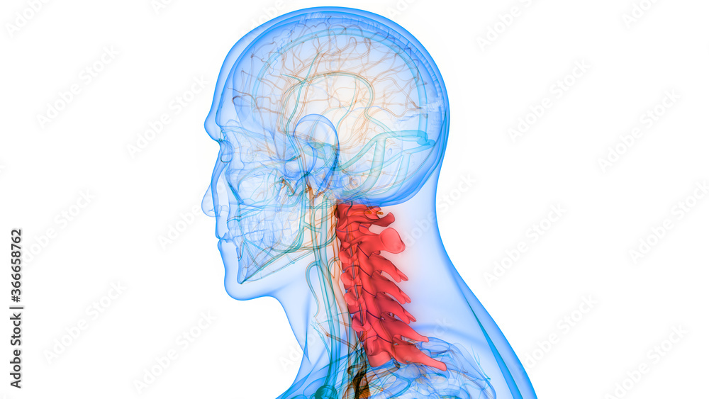 Ilustración de Stock Spinal Cord Vertebral Column Cervical Vertebrae of Human Skeleton System ...
