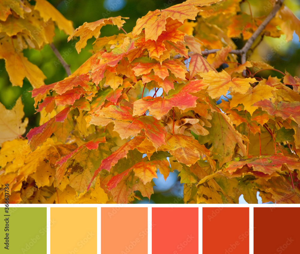 Autumn yellow, orange and red leaves on the branches of a Maple, Acer ...