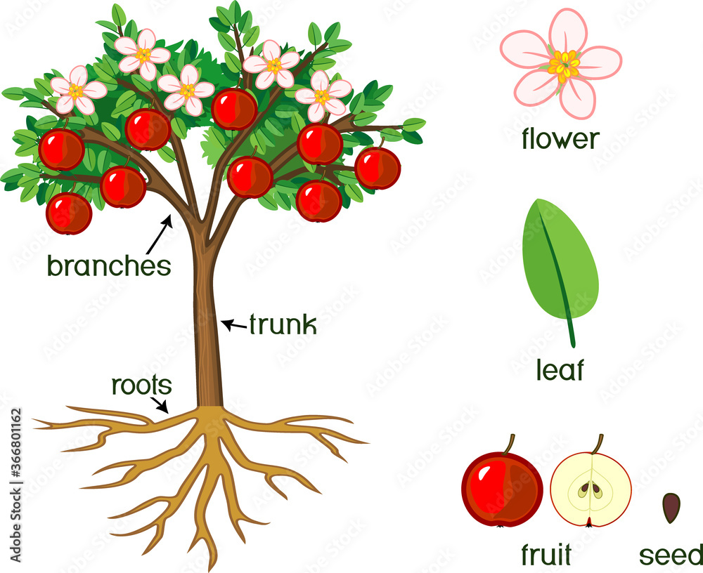 Parts of plant. Morphology of apple tree with fruits, flowers, green ...