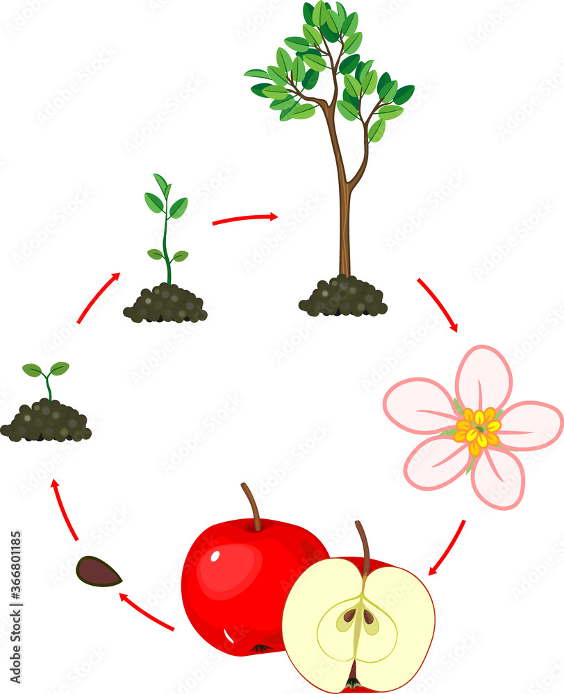 Life cycle of apple tree. Plant growth stage isolated on white ...