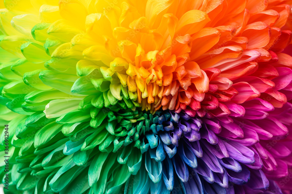 Rainbow Colored Flowers