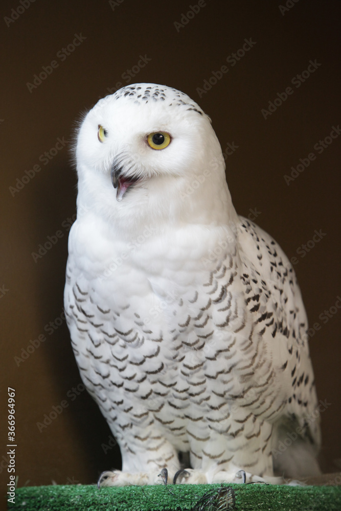 Portrait of male wild beautiful white polar owl (bubo scandiacus ...
