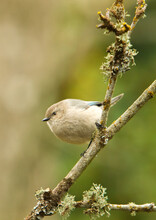 American Bushtit Bird Free Stock Photo - Public Domain Pictures