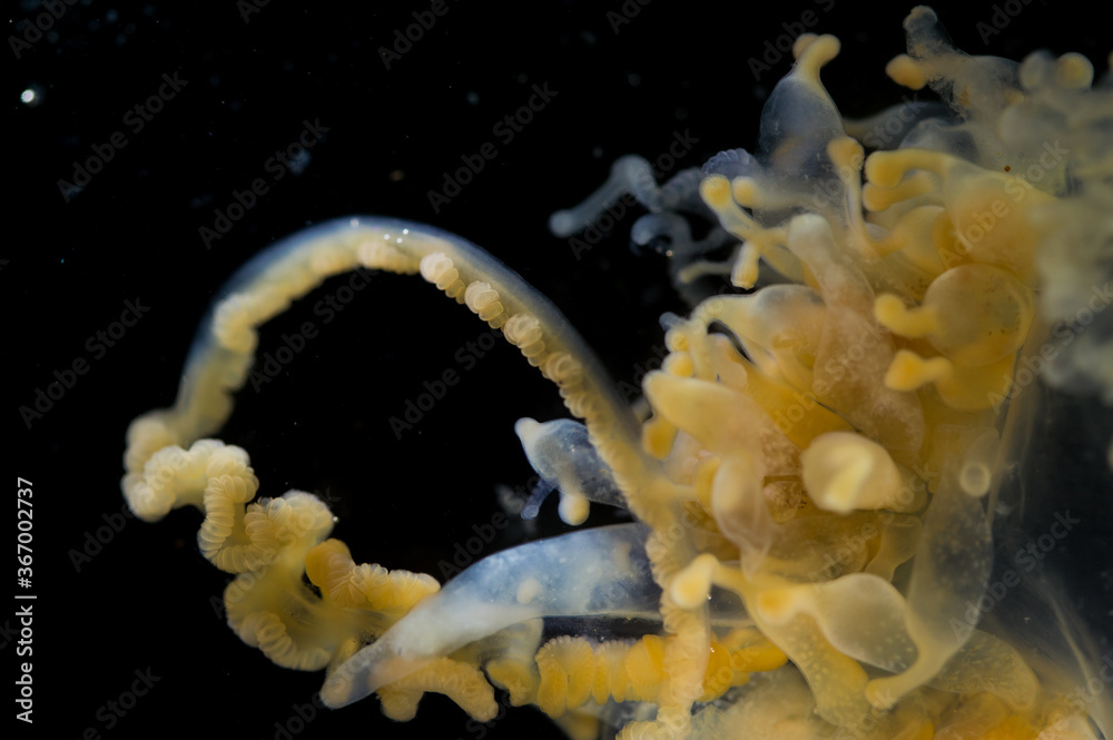 Fotografie Portuguese man o' war (Physalia physalis), also known as the ...