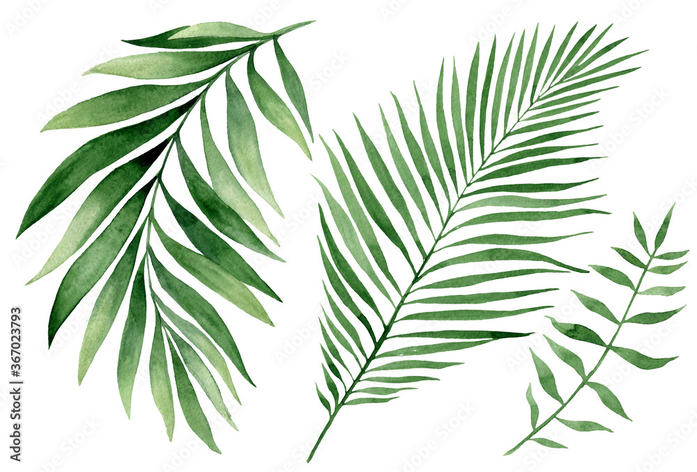 set of watercolor tropical leaves on white background. Green palm ...