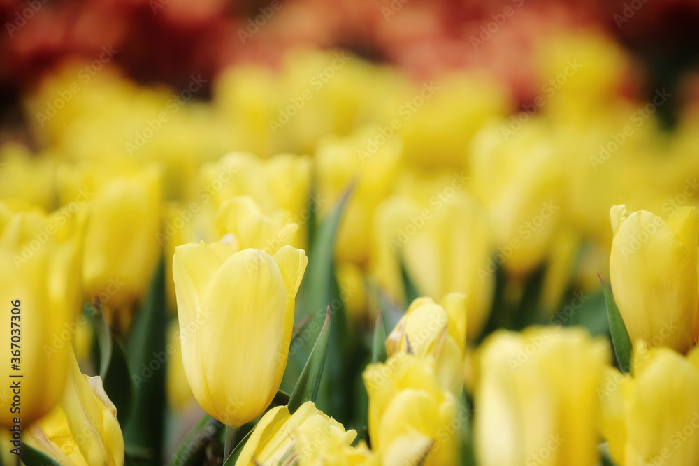 Tulip flowers macro photography with blur background in Floriculture ...