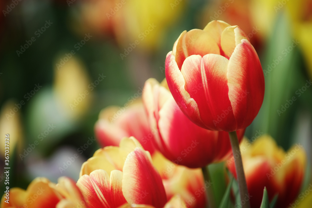 Tulip flowers macro photography with blur background in Floriculture ...