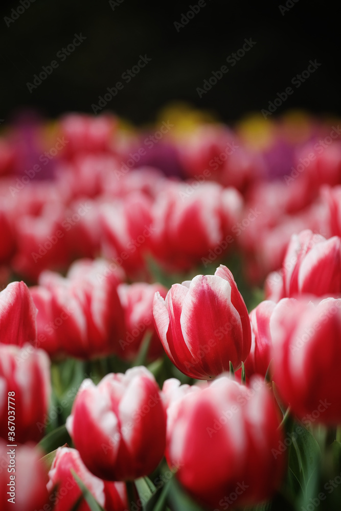 Tulip flowers macro photography with blur background in Floriculture ...
