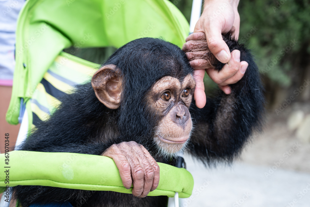 A little chimpanzee monkey holds the hand of his human friend, who ...