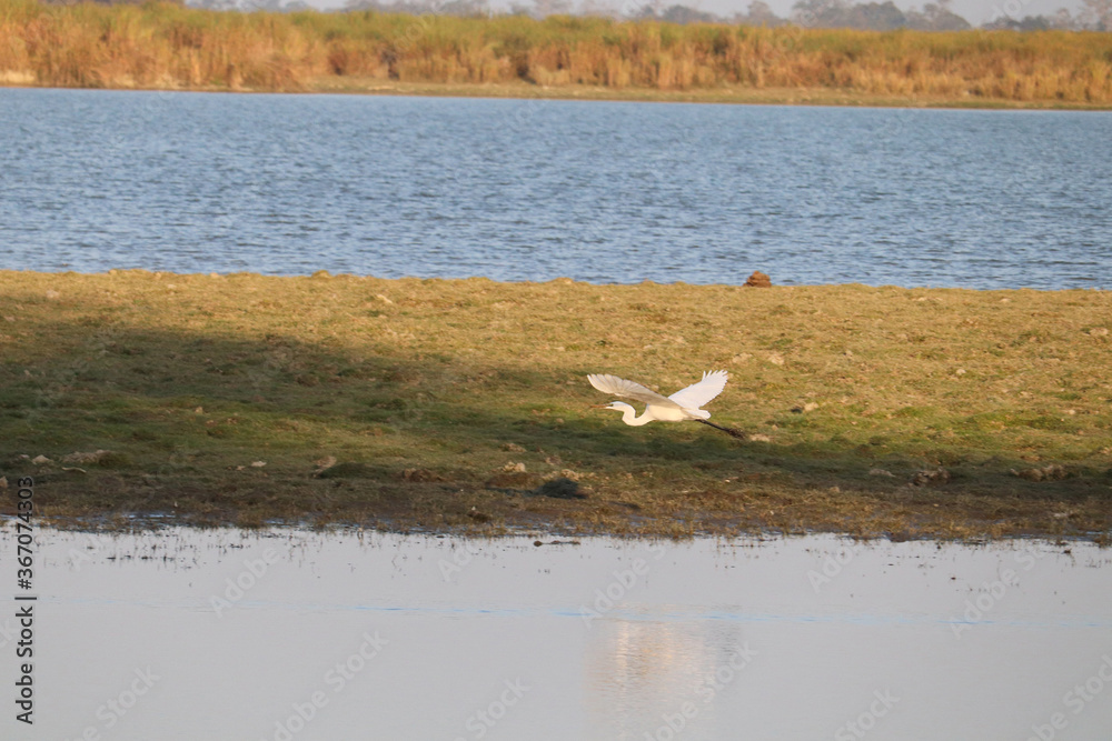 Landing - touching down in the wild - White swan in flight about to ...