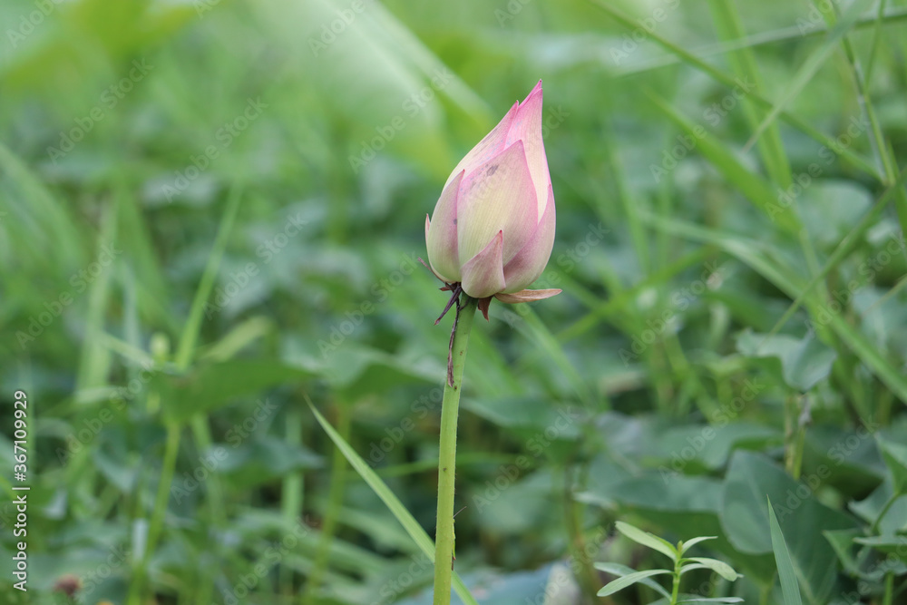 Foto de Stock Beautiful lotus buds in the lake.Nelumbo nucifera, also ...