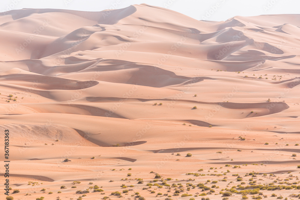 Sand dunes perfect textures with desert plants and shrubs in Liwa ...