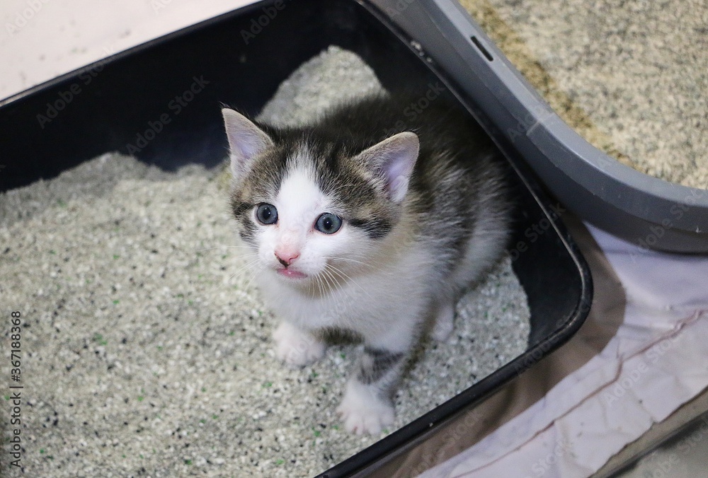 cute small kiten is sitting in a litter box and looking up Stock Photo ...