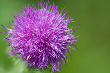 Purple Thistle Wildflower Close-up Free Stock Photo - Public Domain ...