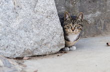 Thin Cat Crouching Free Stock Photo - Public Domain Pictures