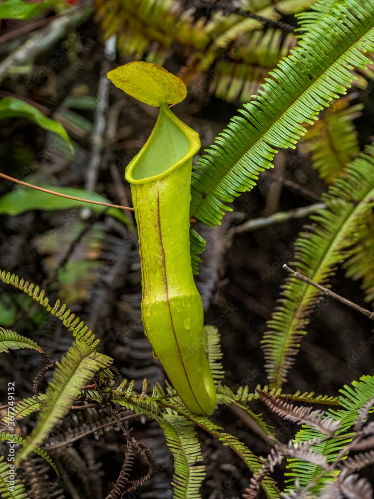 Foto de Stock Pitcher Plant (Nepenthes sanguinea) showing its leaves ...