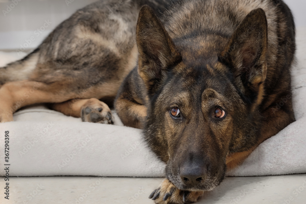 pastor aleman de trabajo