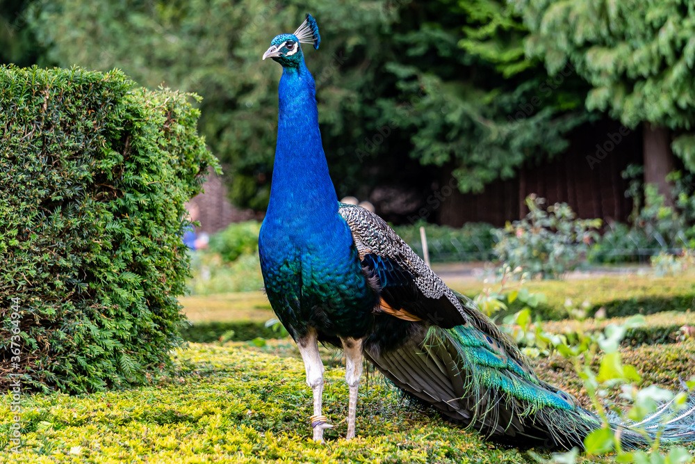 Peacock Full Body