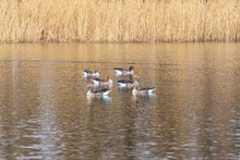 Geese On Lake Shore At Sunset 2 Free Stock Photo - Public Domain Pictures