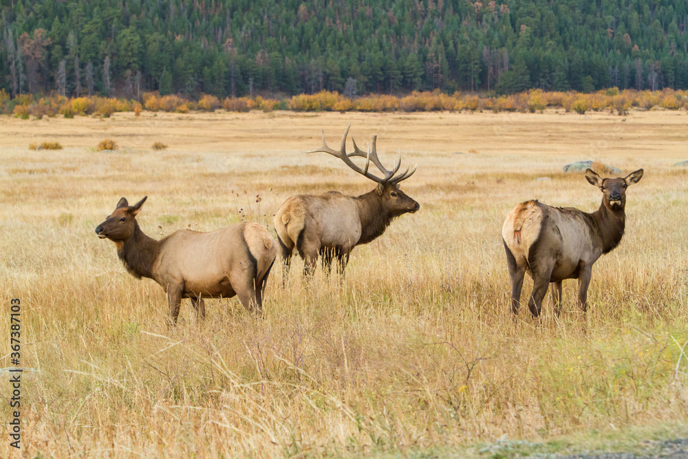 Rocky mountain elk in a meadow in Rock Mountain National Park, A large ...