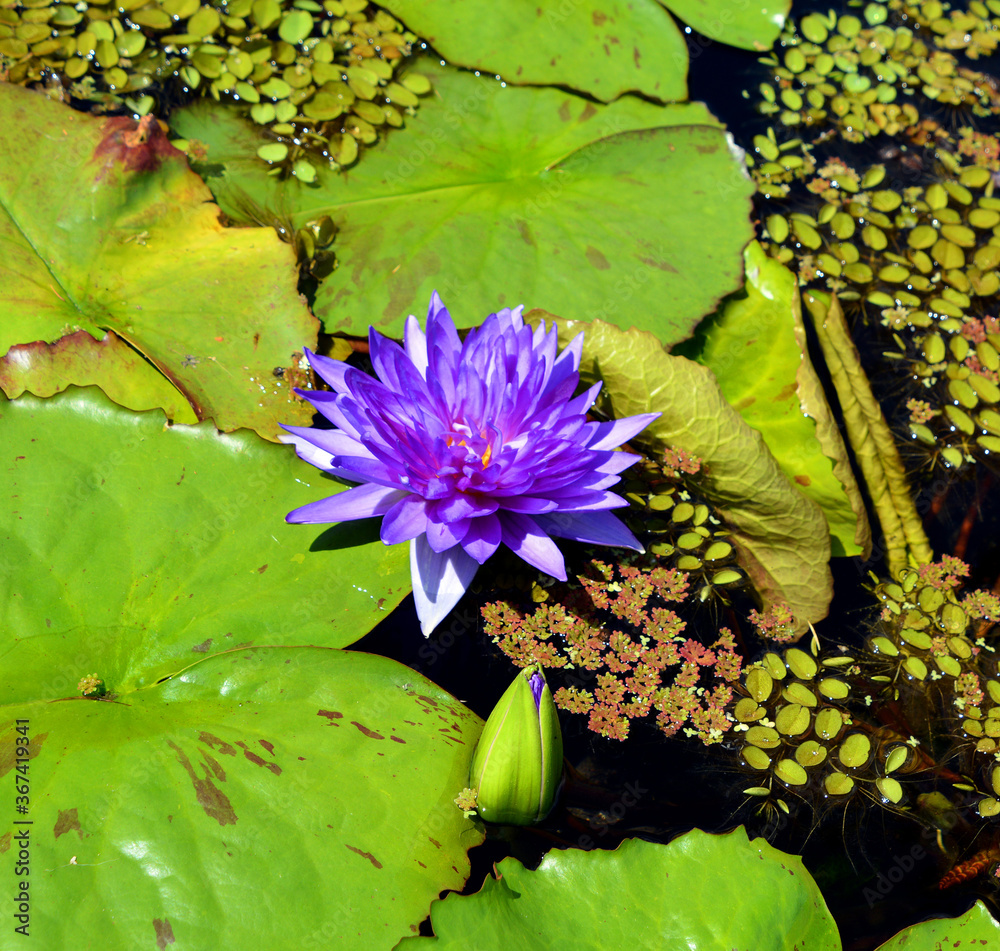 Water lily. Nymphaeaceae is a family of flowering plants. Members of ...