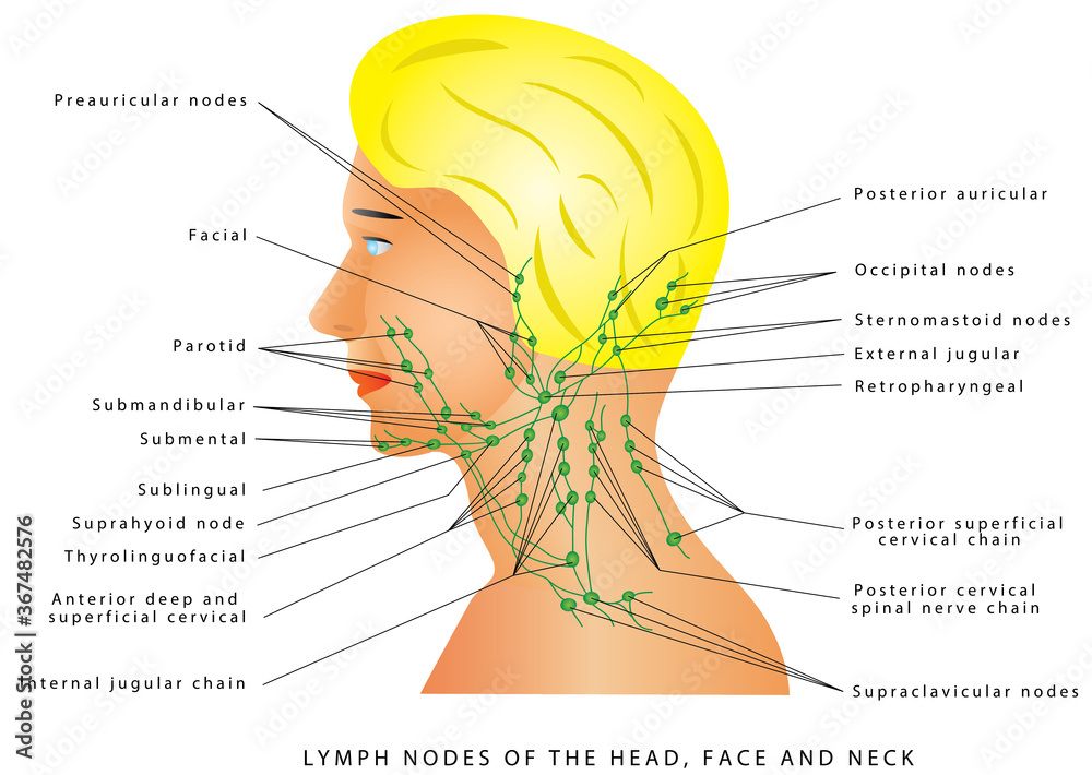 Lymphatic drainage. Lymph nodes of the head face and neck. Retro pharyngeal lymph nodes. Medical illustration depicting the lymphatic system in the head face and neck Stock Adobe Stock
