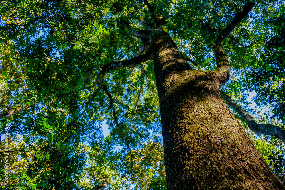 ascension al volcan San Pedro 3020 m. parque ecológico del volcán San Pedro, lago de Atitlán ...