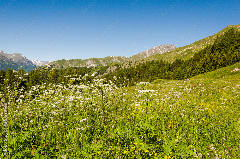 Photo Stock Ftan, Wanderweg, via Engiadina, Alp Laret, Bergbauer, Alm ...
